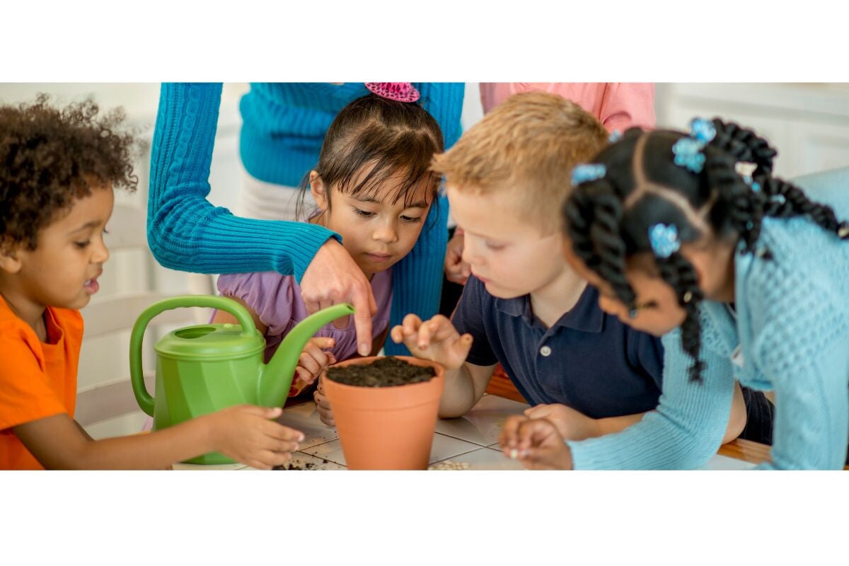 Sunflower Gardening Lesson Plan - Sow Right Seeds