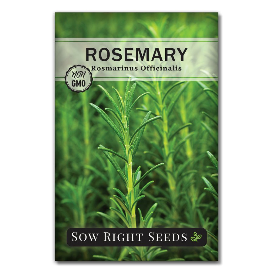 Rosemary Seeds | Extremely Fragrant Herb for Planting – Sow Right Seeds