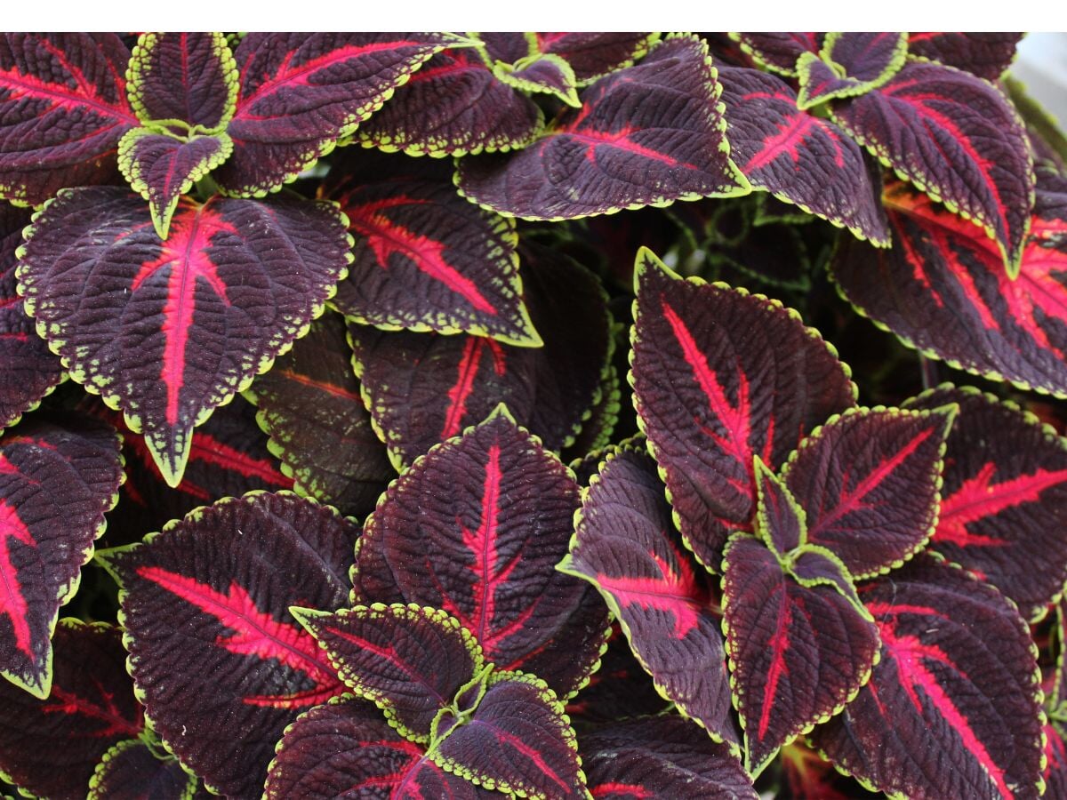 How to Grow Coleus From Seed for a Vibrant Flower Bed Filler – Sow ...