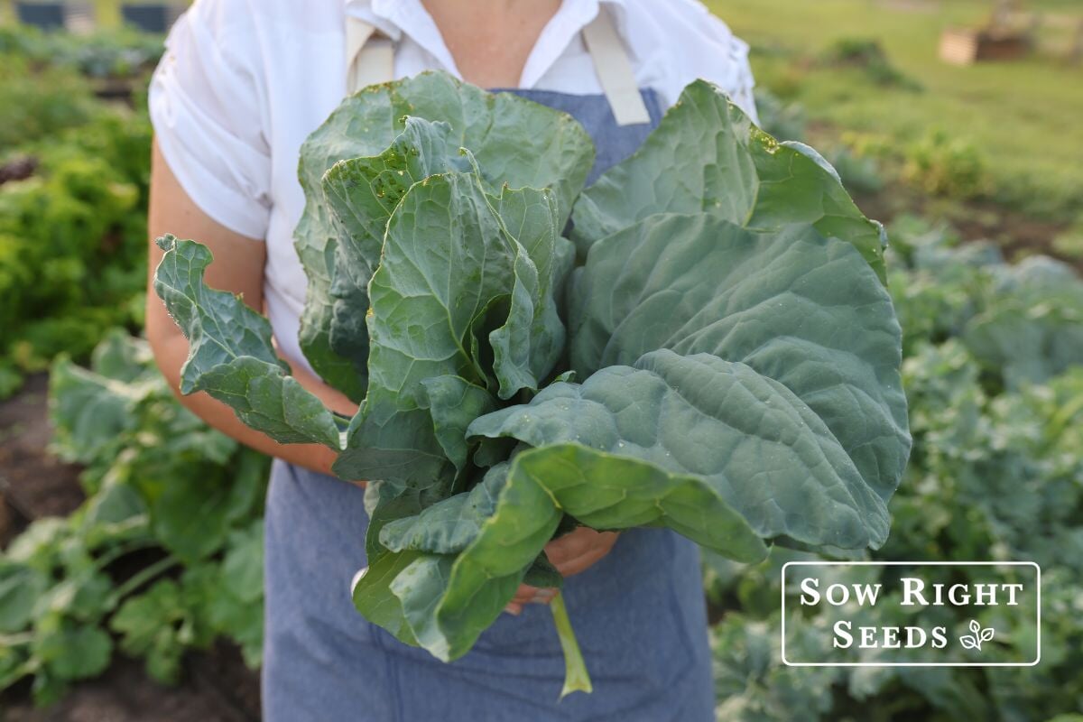 How to Grow Tender, Flavorful Collard Greens in Any Climate – Sow Right ...