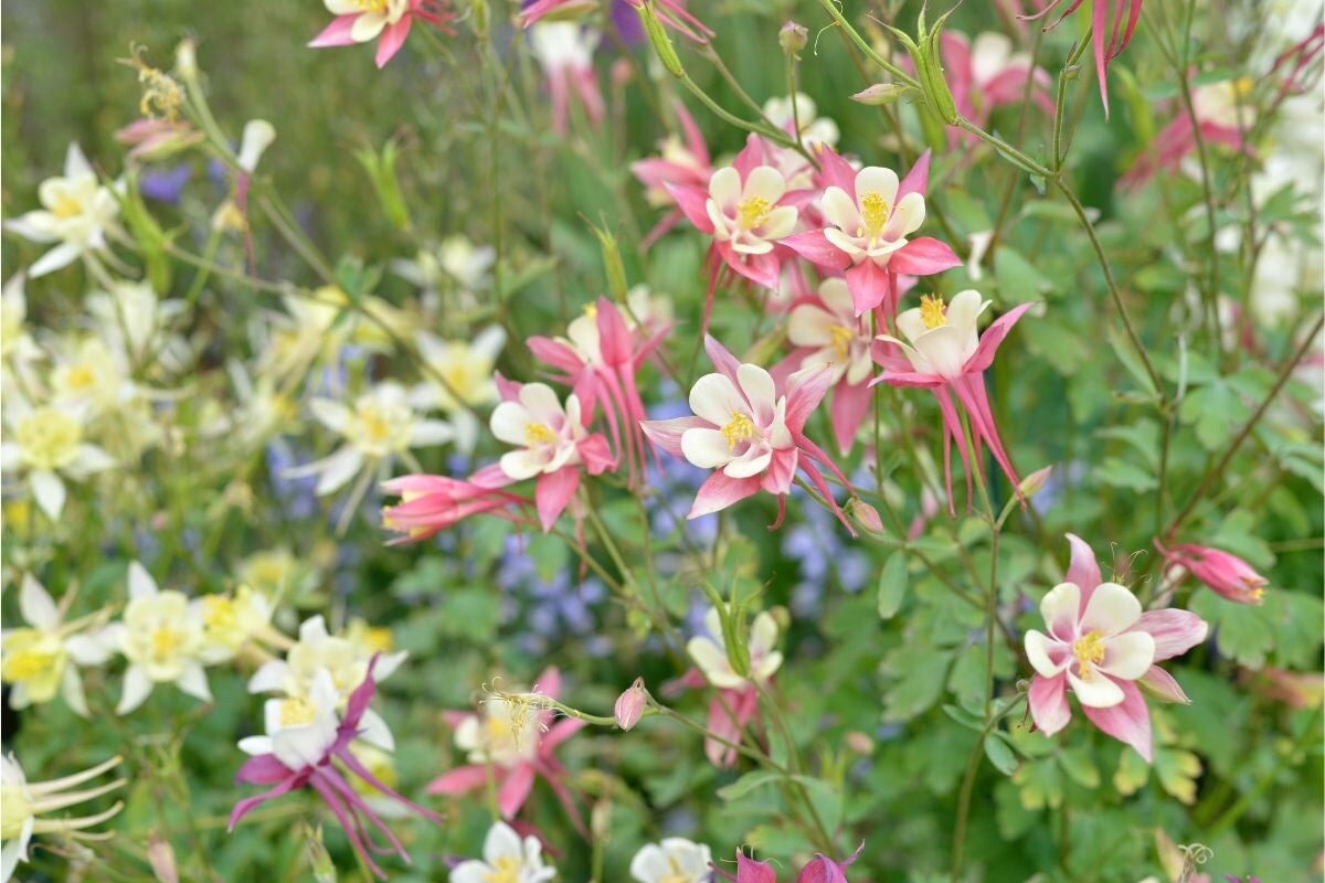 How to Grow Columbine Flowers for a Natural Hummingbird Garden – Sow ...