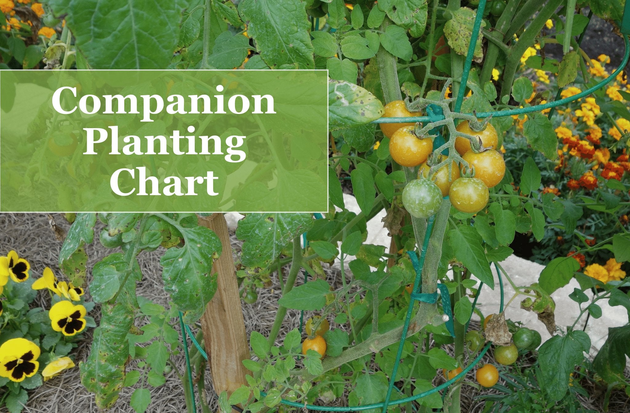 Plants For Companion Planting Chart Companion Planting Chart Garden