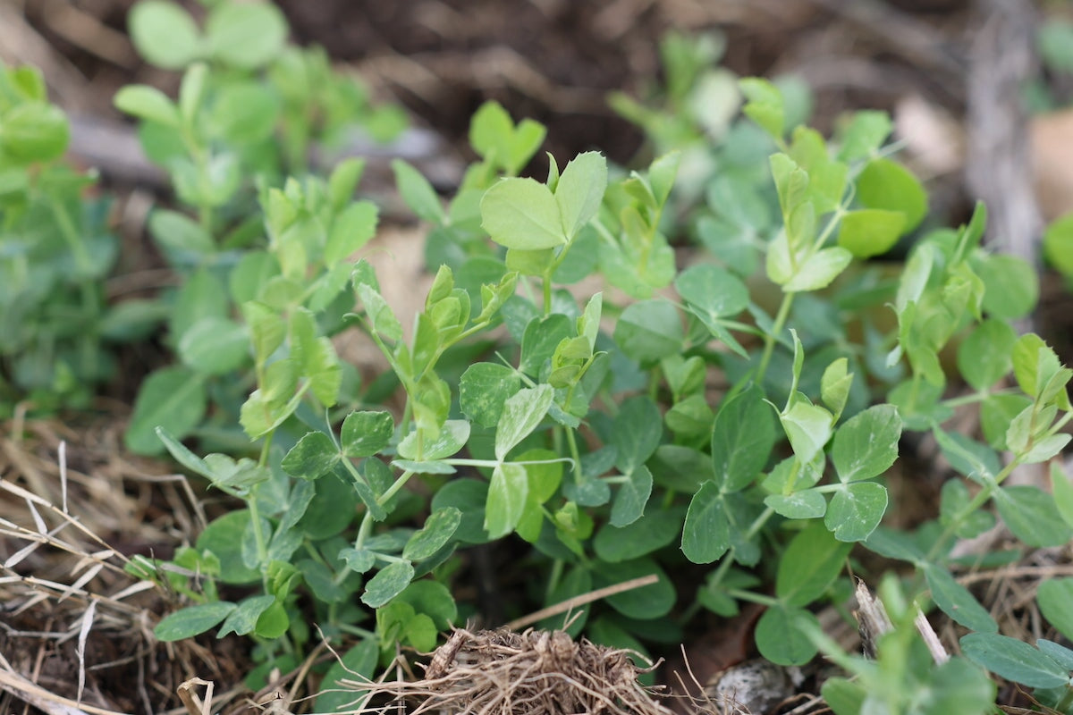 Why Your Garden Needs Austrian Winter Peas as a Cover Crop – Sow Right ...