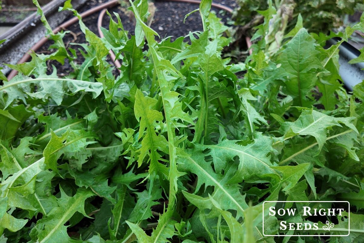 More than Weeds: How to Grow Edible Dandelion Greens – Sow Right Seeds