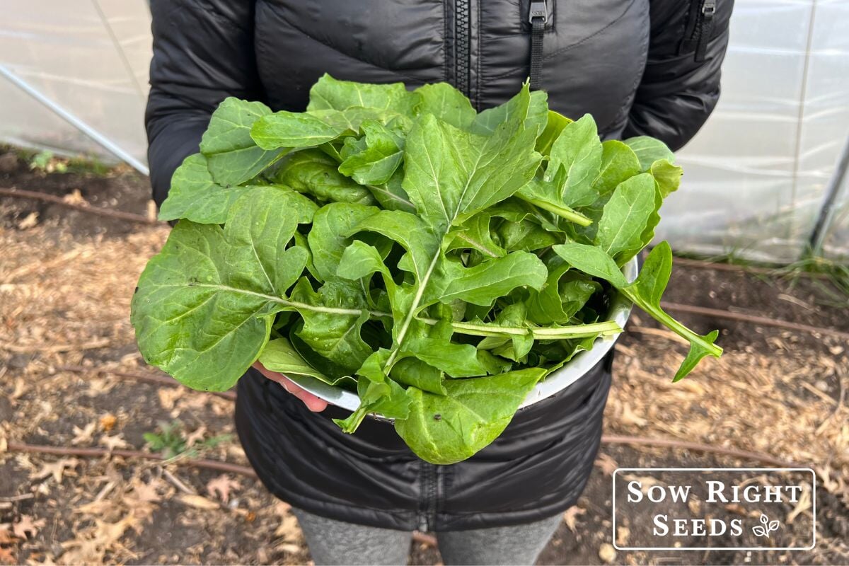 The Best Vegetable and Herb Seeds to Plant in September – Sow Right Seeds