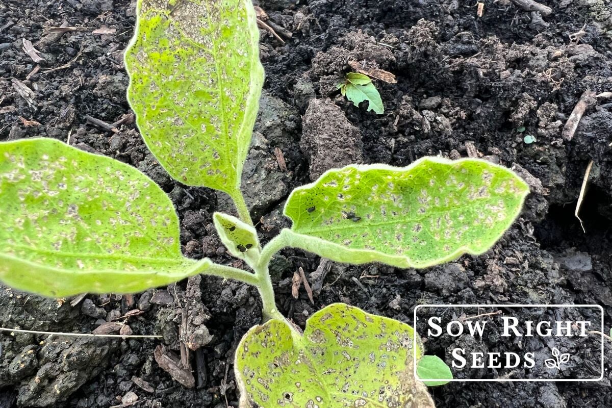 Top 10 Ways to Control Flea Beetles in Your Vegetable Garden – Sow ...