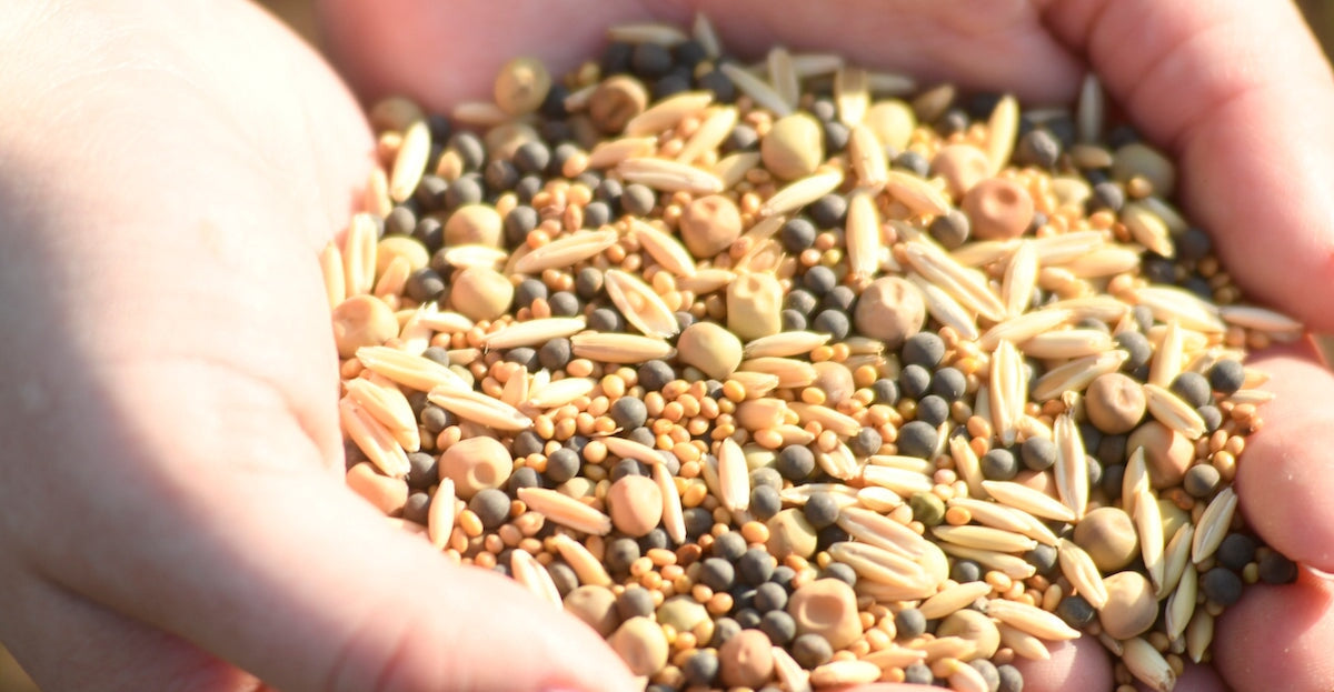 Heirloom vs Hybrid: What Are Heirloom Seeds and Why They Matter – Sow ...
