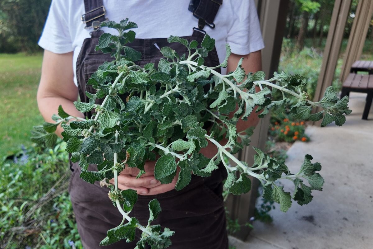 How to Grow Horehound Herb from Seed to Harvest – Sow Right Seeds