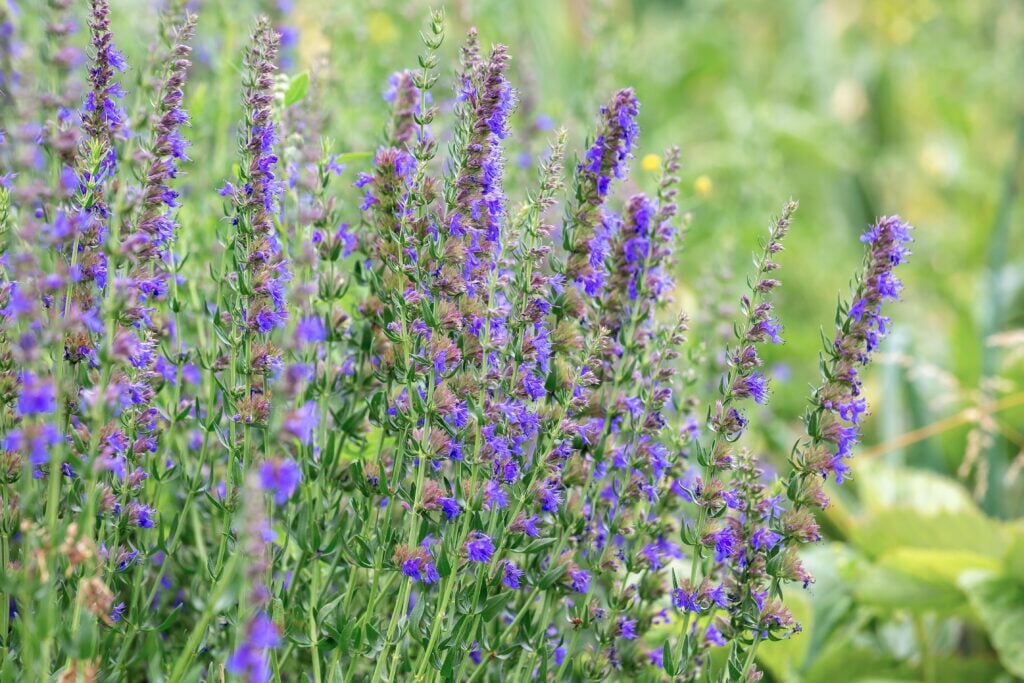 How to Grow and Use Hyssop - The Medicinal Herb of the Ages – Sow Right ...