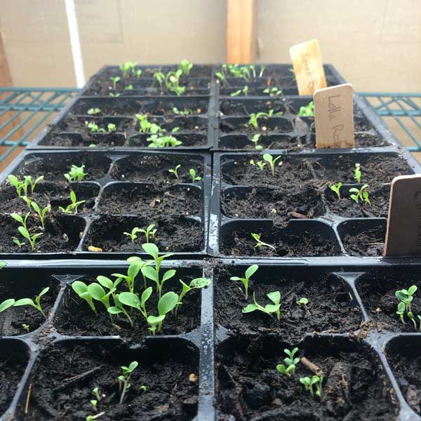 Starting Seedlings Indoors to Jumpstart Your Garden – Sow Right Seeds