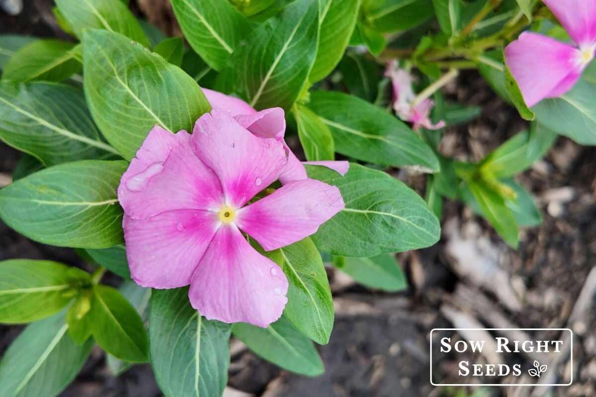 Tips to Plant & Grow Madagascar Periwinkle from Seed – Sow Right Seeds
