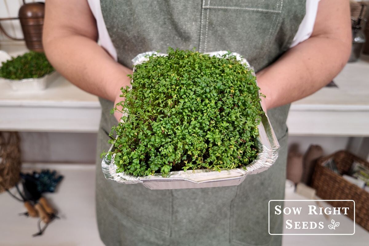 Cress Microgreens: Easy Steps to Grow and Harvest in Days – Sow Right Seeds