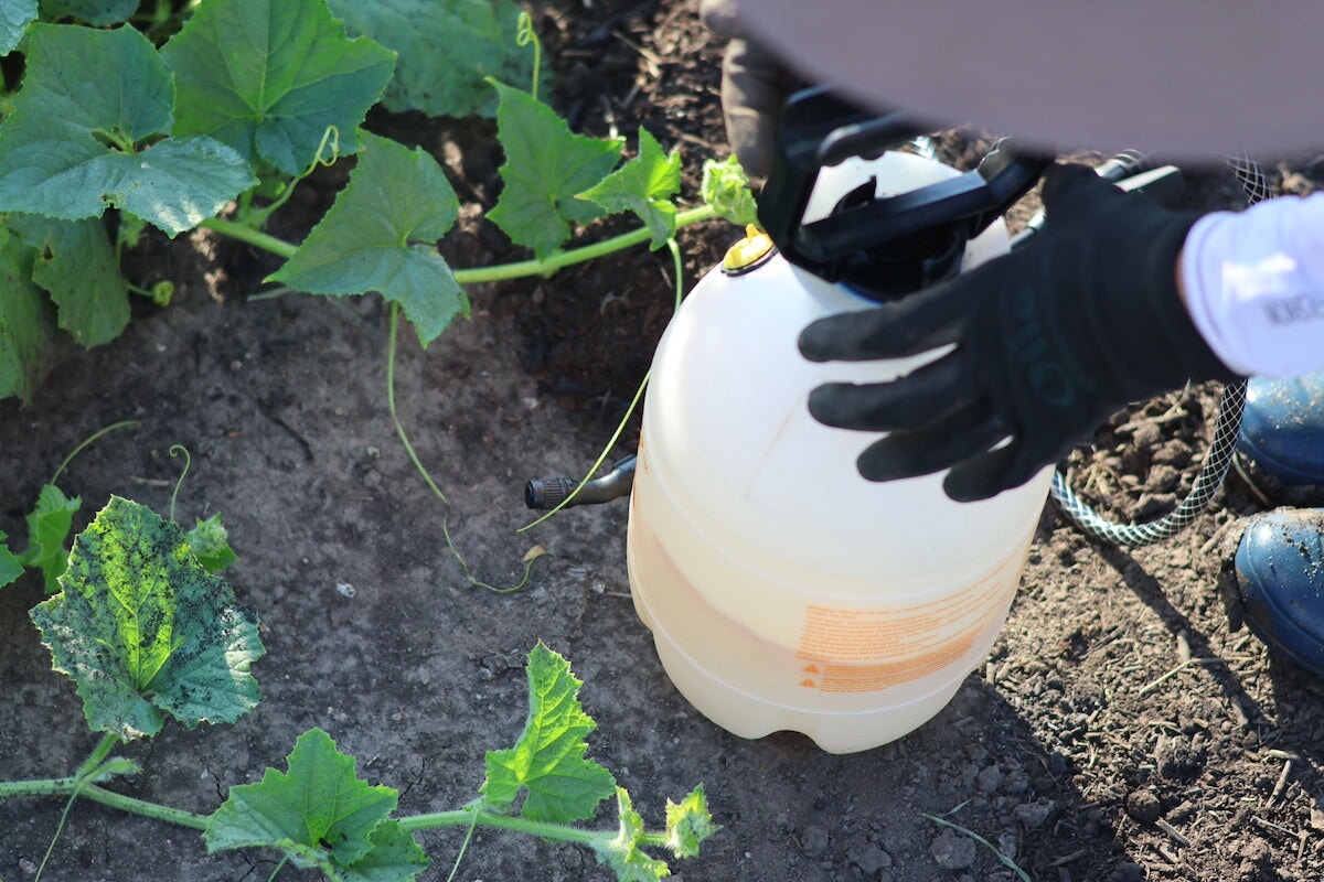 How to Use Neem Oil on Plants for Successful Pest Control – Sow Right Seeds