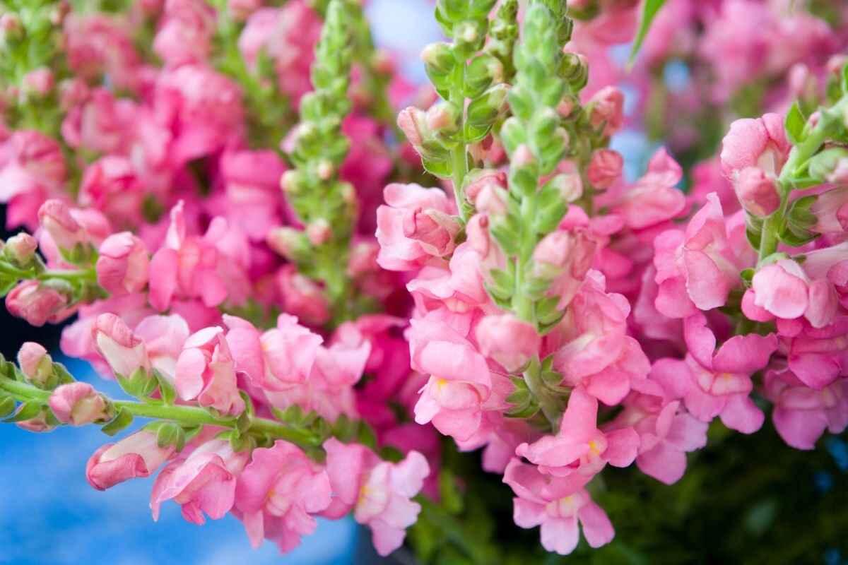 All About Snapdragons: How to Start from Seed, Transplant, and Grow ...