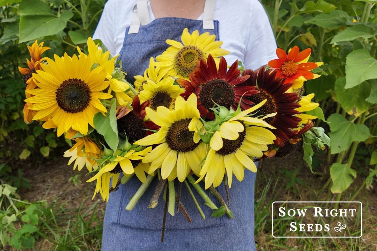 How to Plant Sunflower Seeds in a Variety of Colors and Sizes – Sow ...