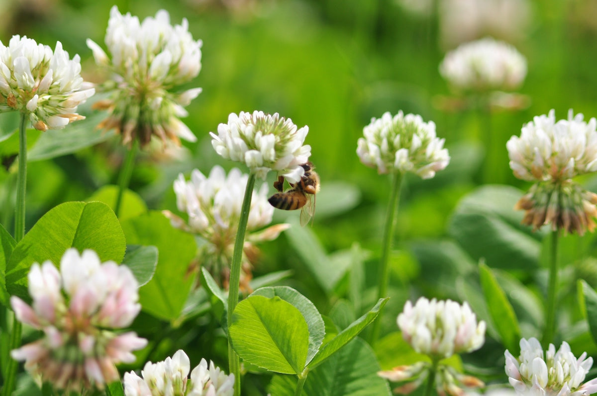 White Dutch Clover Cover Crop: The Easy Way to Better Soil – Sow Right ...
