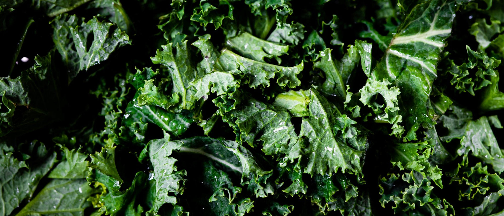 Kale Seeds for Sale | This Superfood is Best Home Grown – Sow Right Seeds