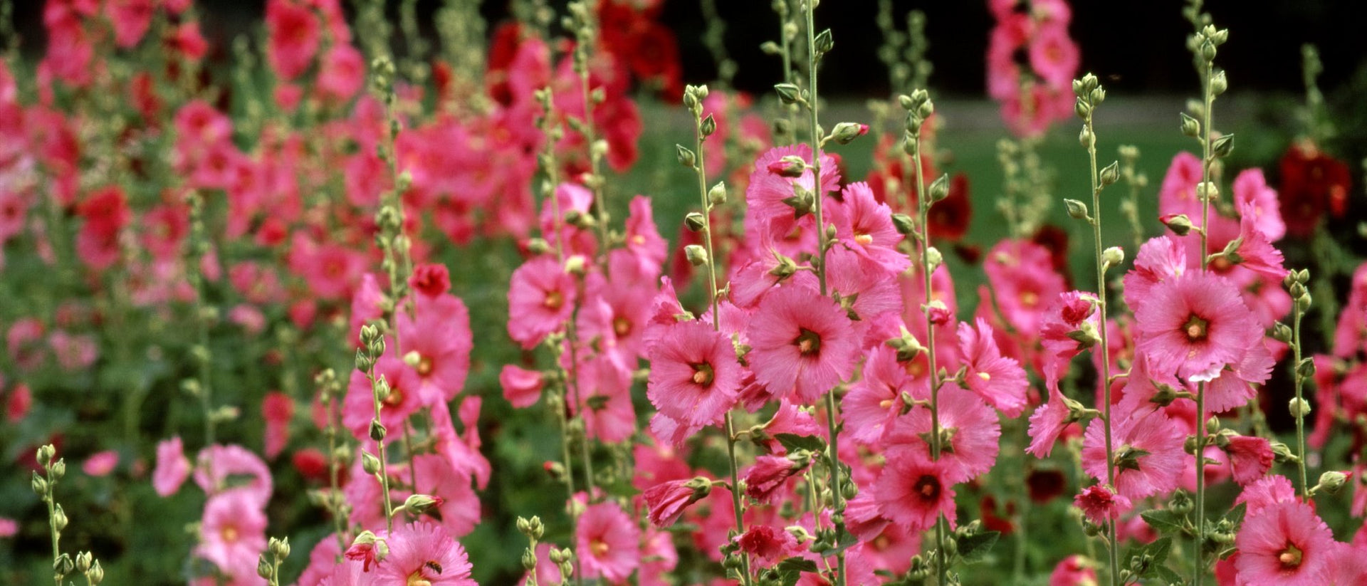 Hollyhock Seeds for Sale | Tall & Stunning Cut Flowers – Sow Right Seeds