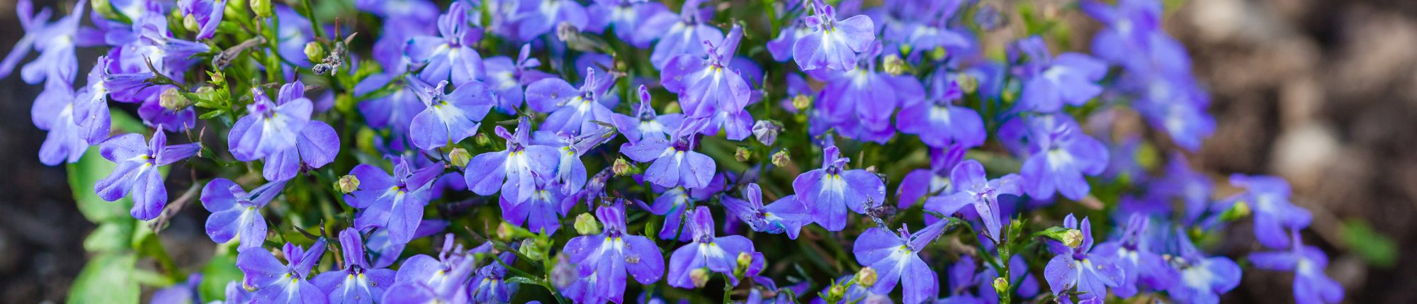 Lobelia Flower Seeds for Sale | Perfect for Hanging Baskets – Sow Right ...