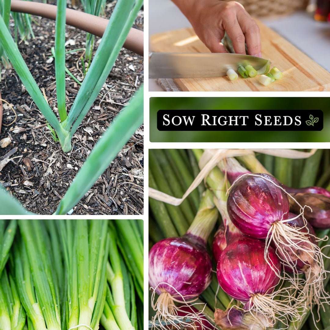 Onion Seeds Scarlet Bandit Bunching - 200+ Seeds, Full Sun, Spring ...