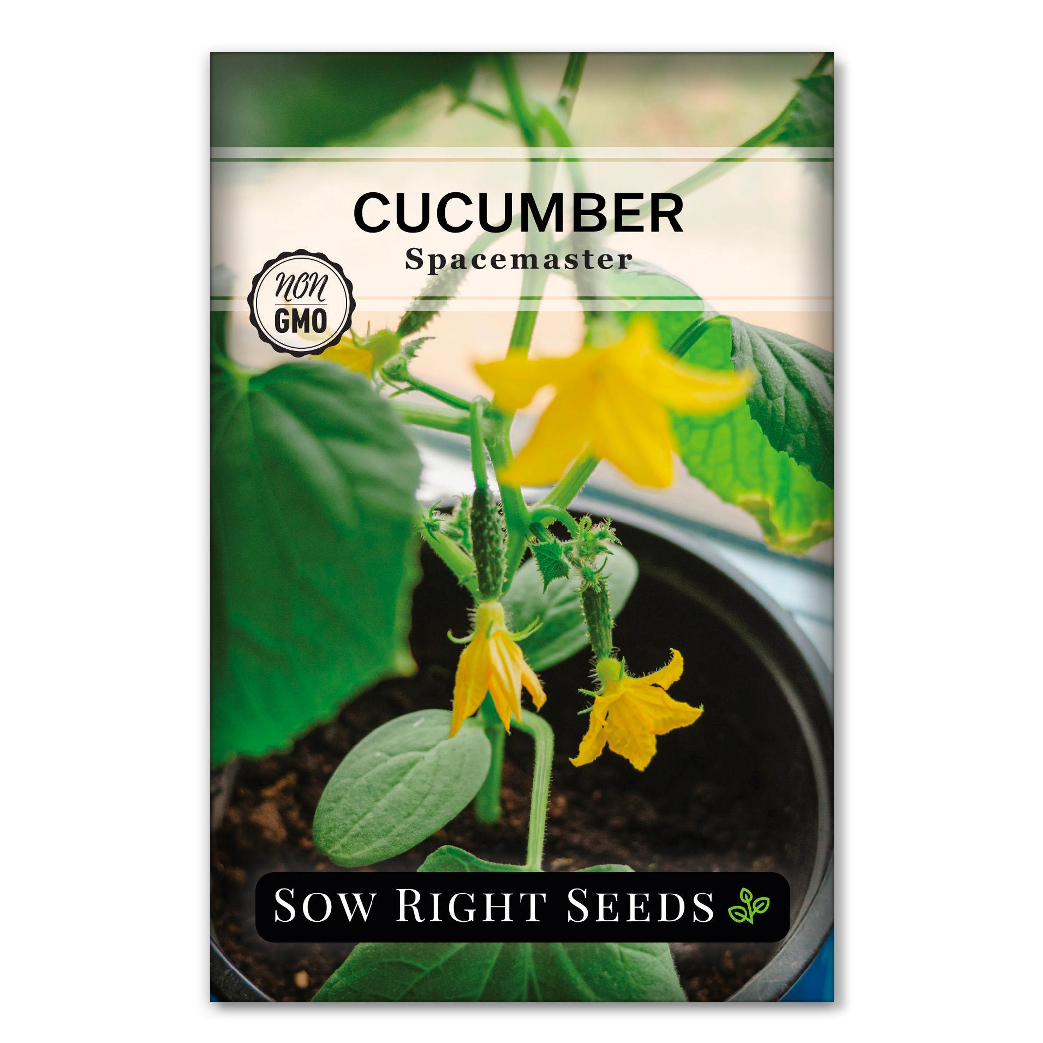 Spacemaster Cucumber Seeds – Sow Right Seeds