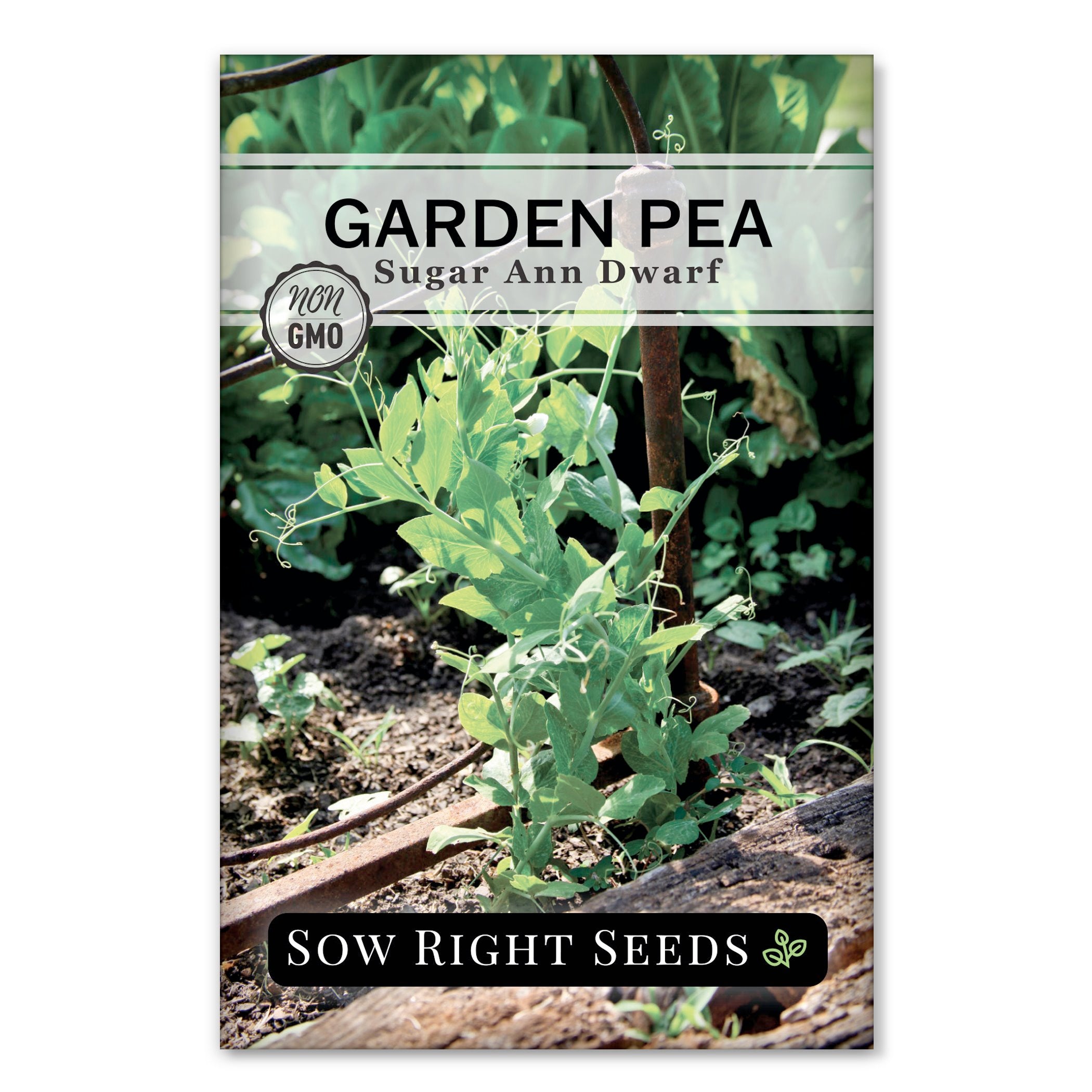 Sugar Ann Dwarf Pea – Sow Right Seeds