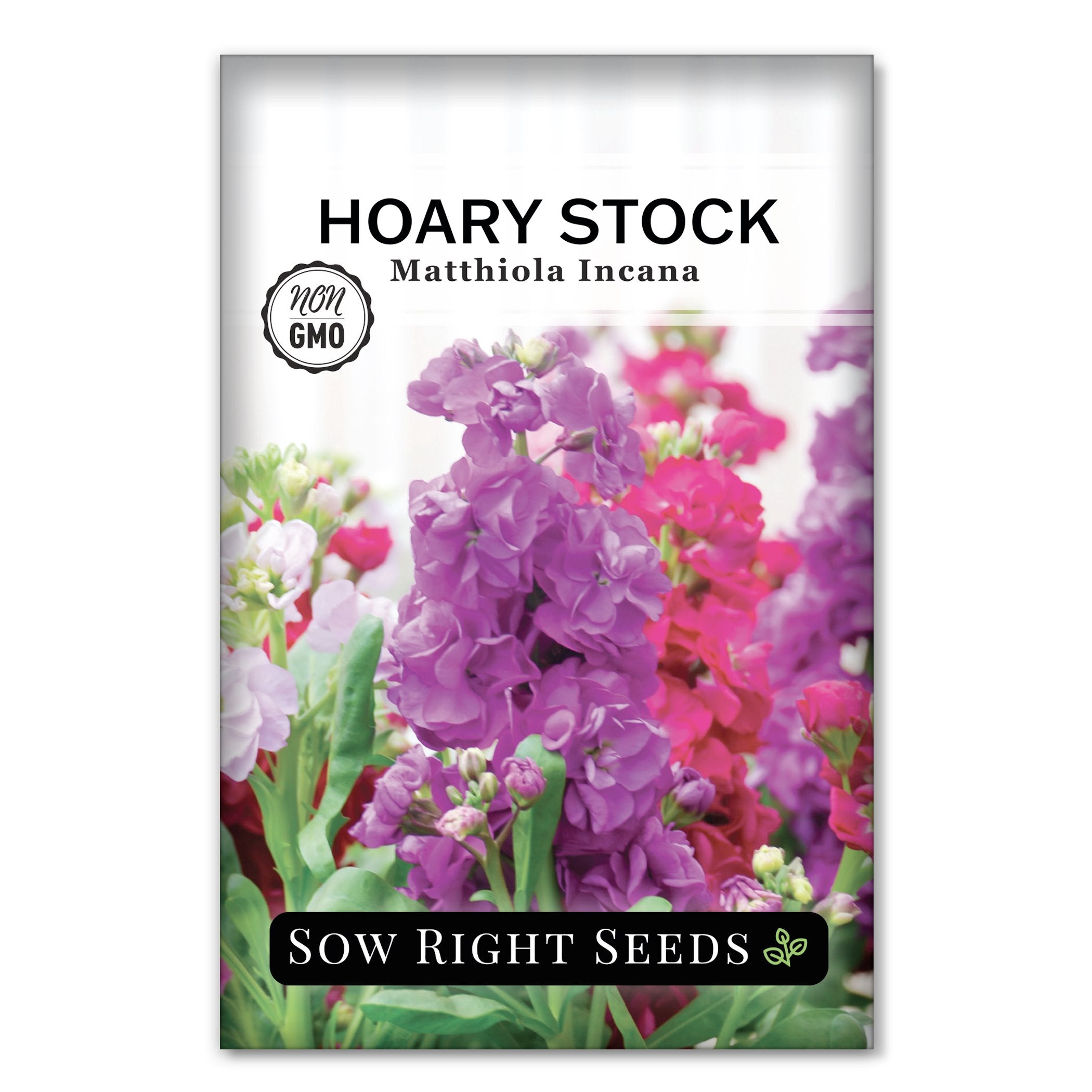 Hoary Dwarf Mixed Stock – Sow Right Seeds
