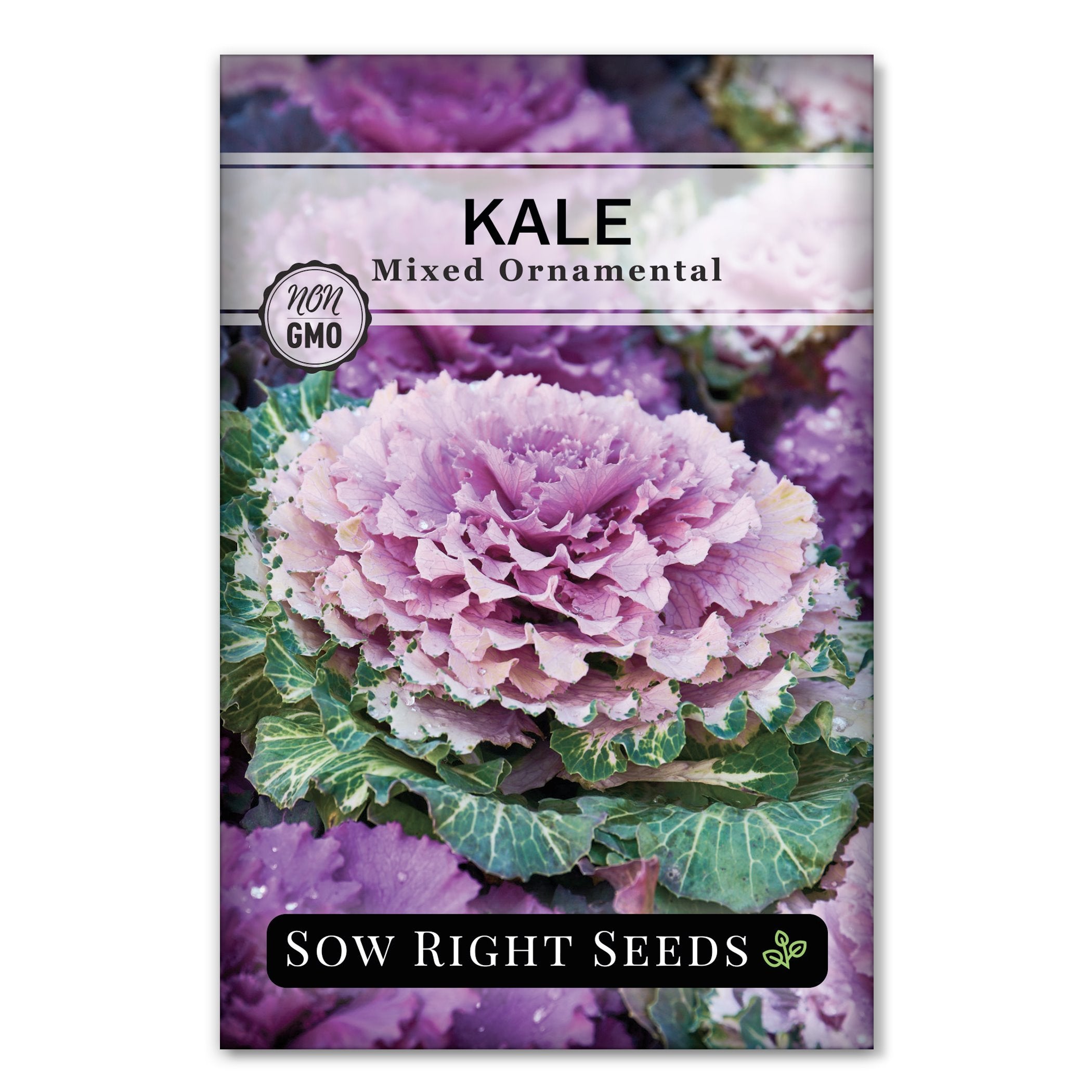Mixed Ornamental Kale – Sow Right Seeds
