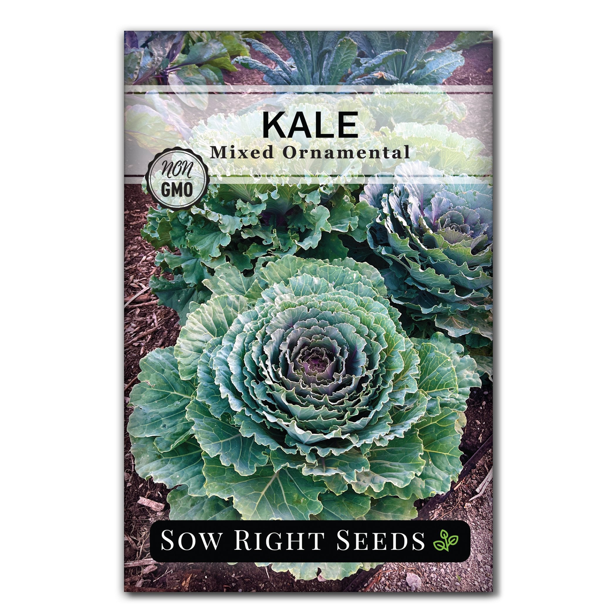 Mixed Ornamental Kale – Sow Right Seeds