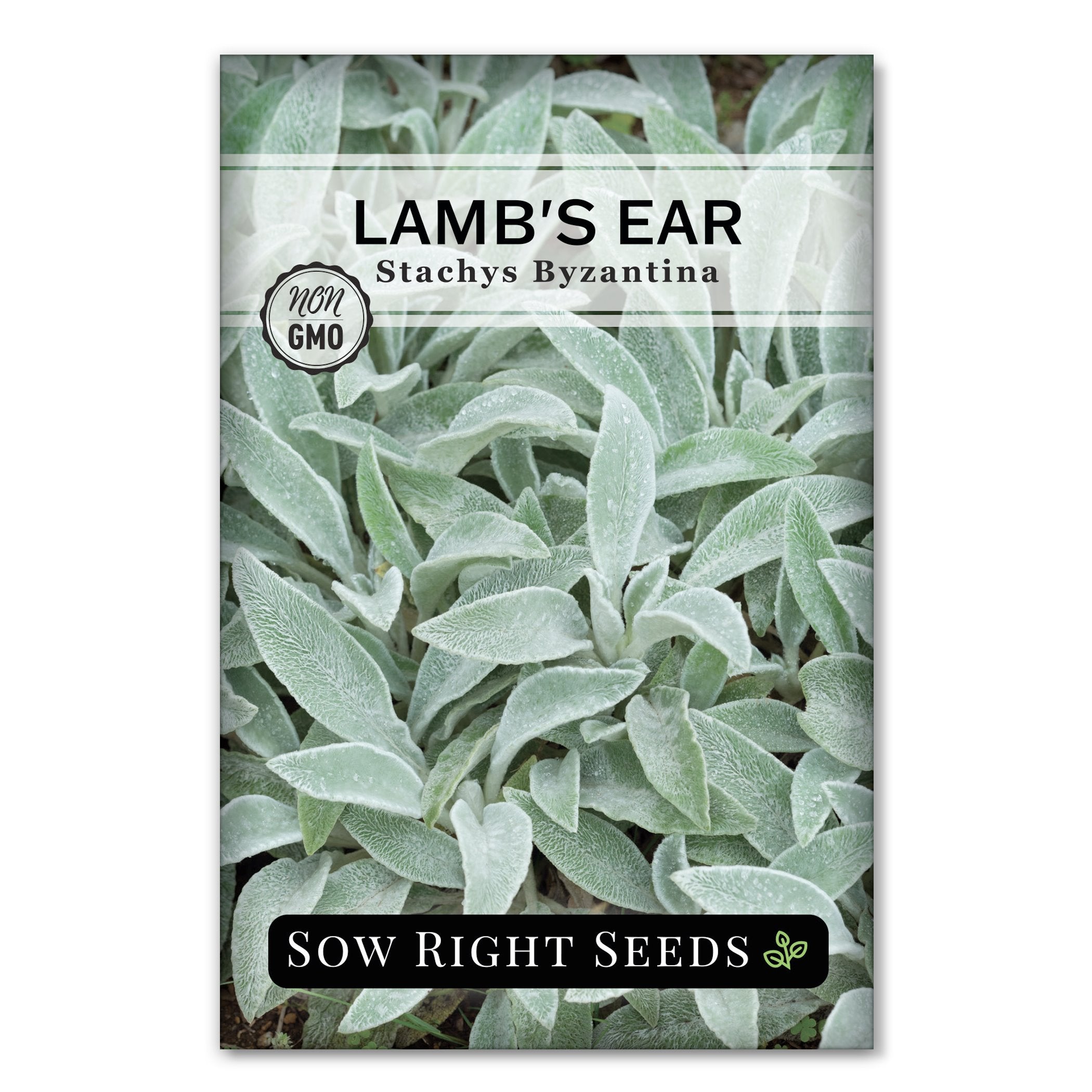 Lamb's Ear – Sow Right Seeds