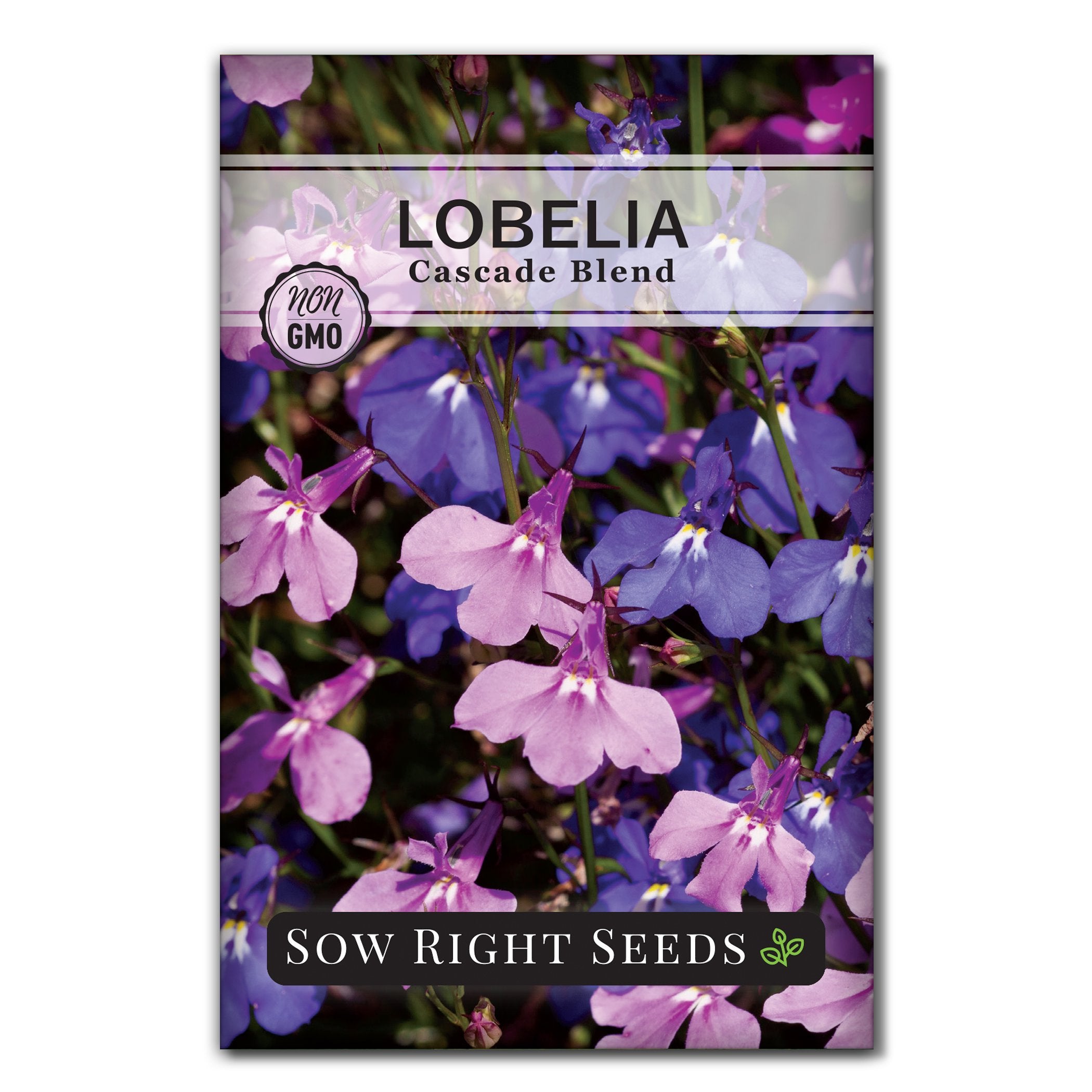 Cascade Blend Lobelia Seeds | A Beautiful Array of Cascading Flowers ...