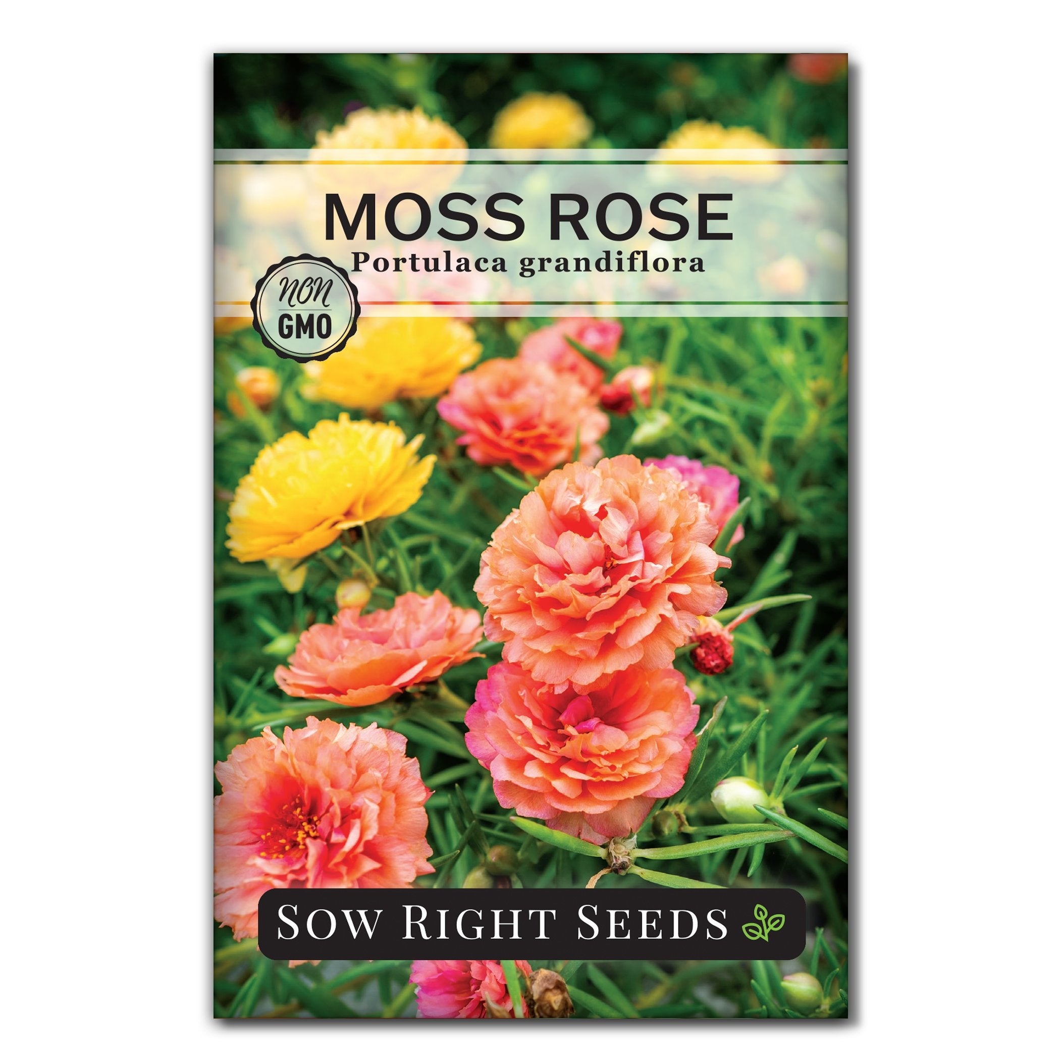 Moss Rose Seeds | Attracts Pollinators with Radiant Blooms – Sow Right ...