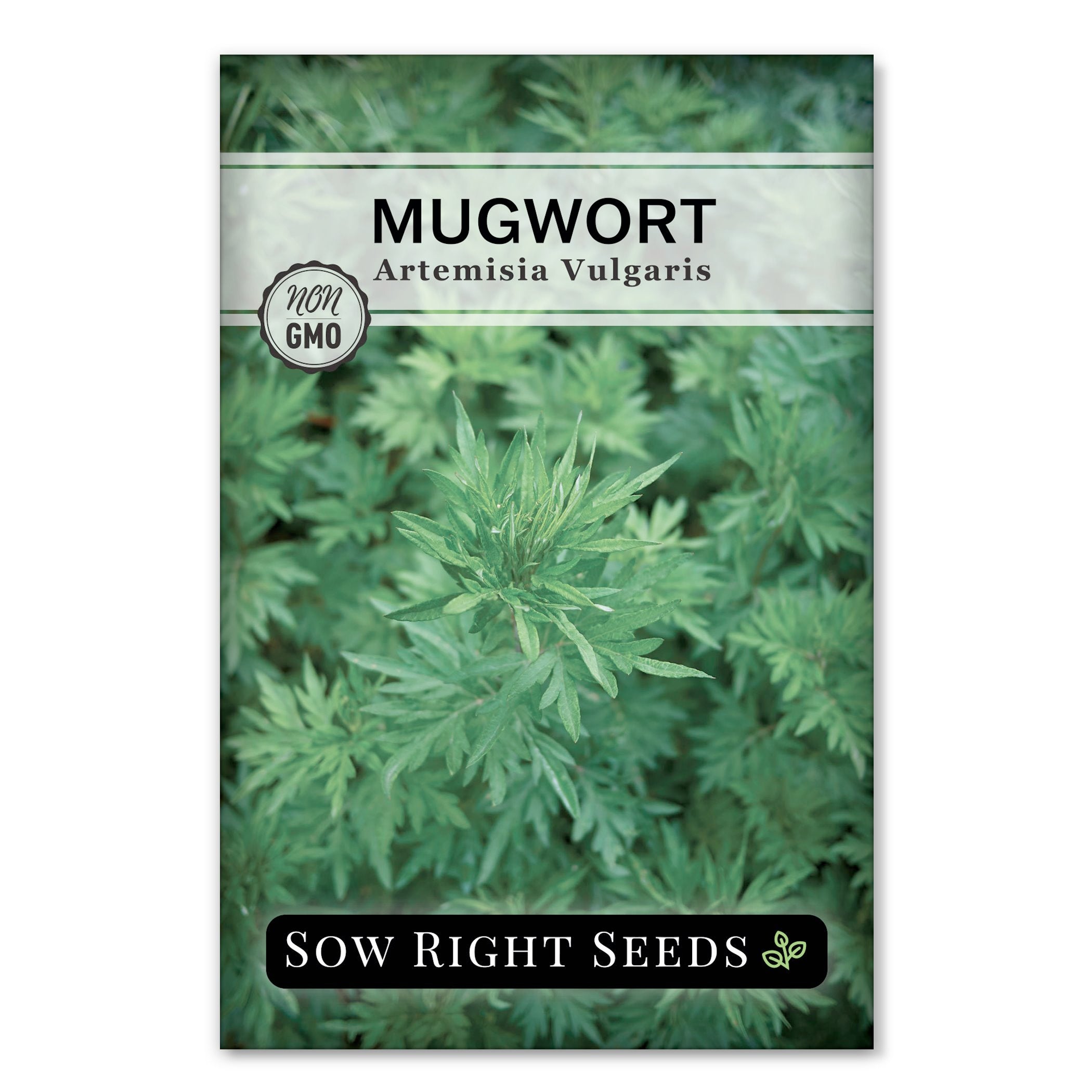 Mugwort Seeds | Beneficial Perennial Herb for Healing Garden – Sow ...
