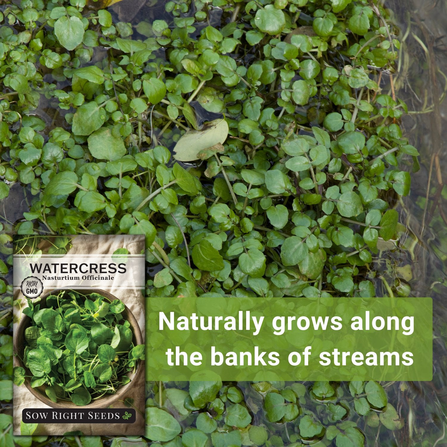 Watercress Seeds Nutritious Green To Add Spice To Your Dishes Sow watercress-seeds-nutritious-green-to-add-spice-to-your-dishes-sow