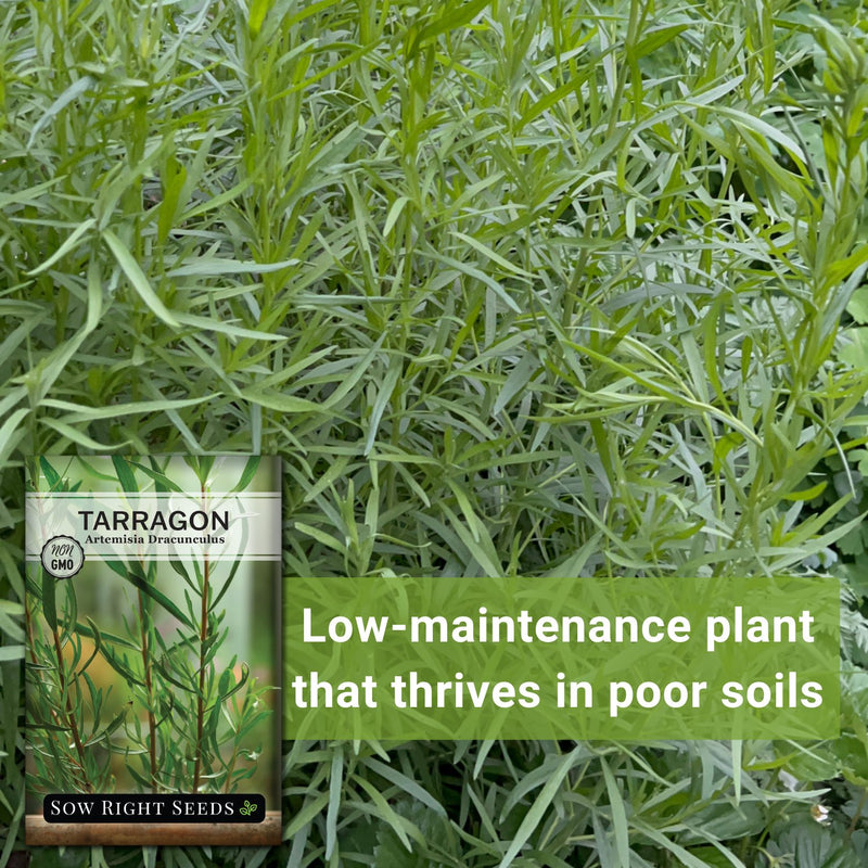 French Tarragon – Sow Right Seeds