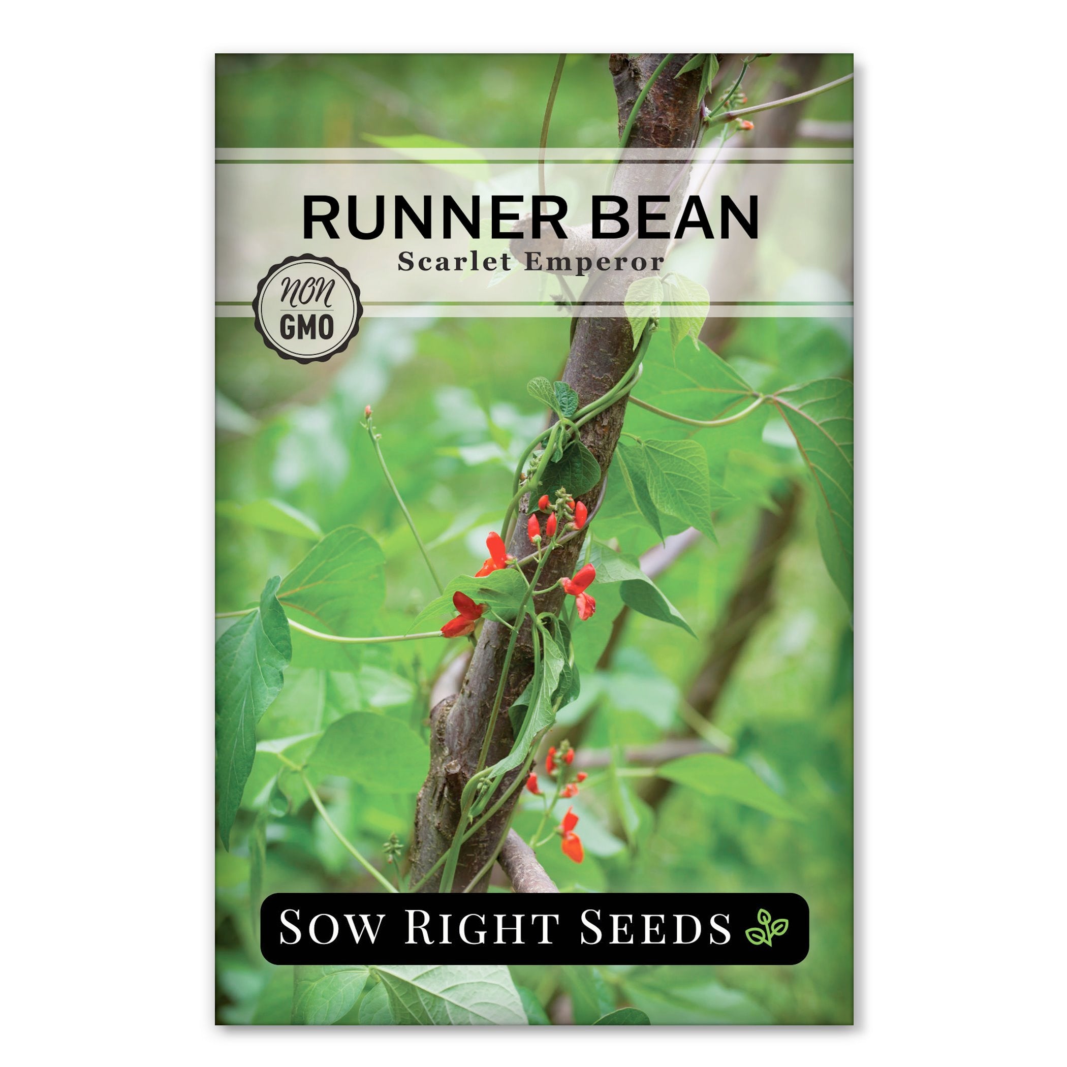 Scarlet Emperor Runner Bean Seeds – Sow Right Seeds