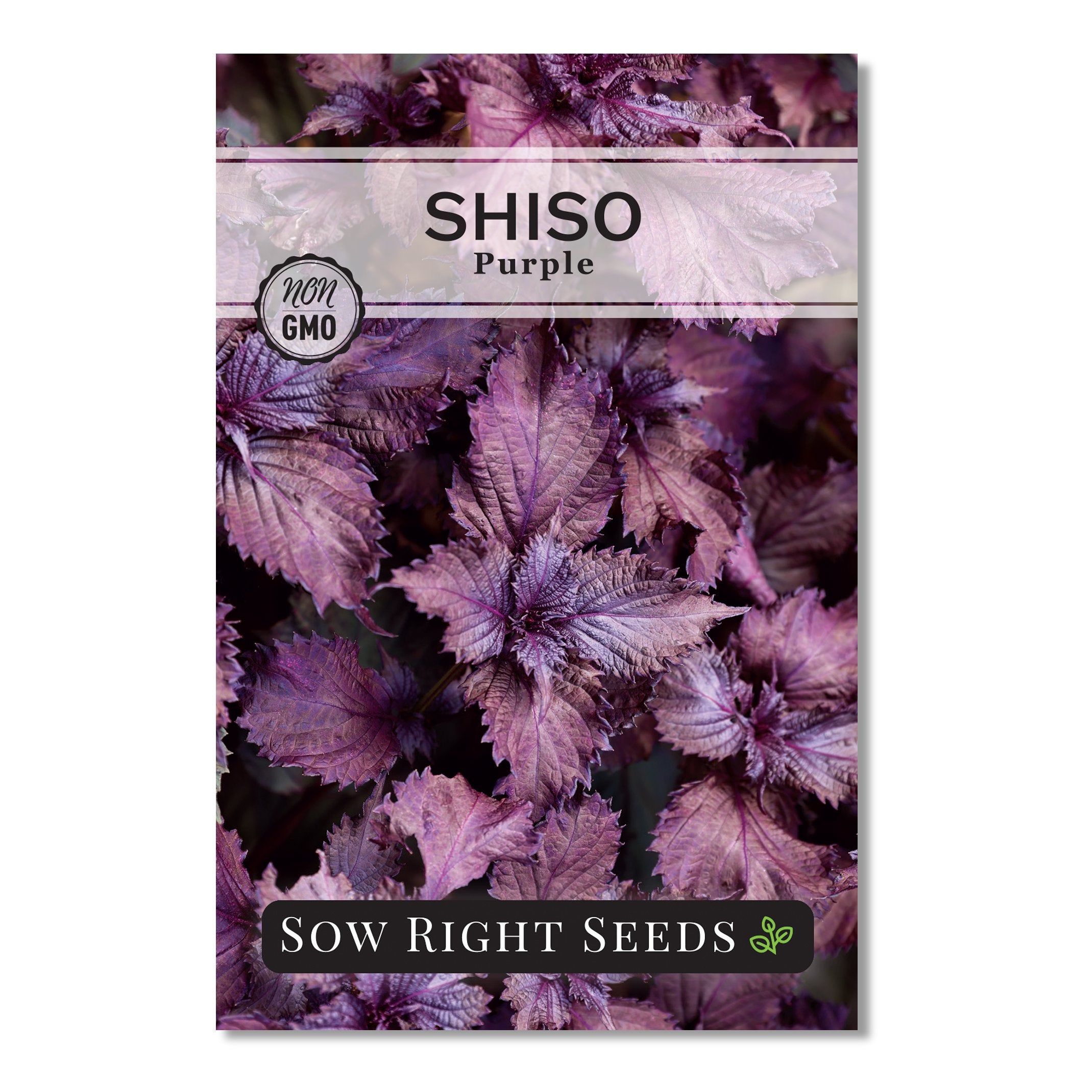 Purple Shiso Seeds | Mildly Sweet Minty Flavor – Sow Right Seeds