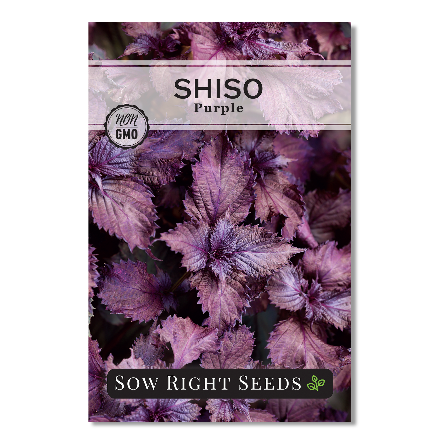 Purple Shiso Seeds | Mildly Sweet Minty Flavor – Sow Right Seeds