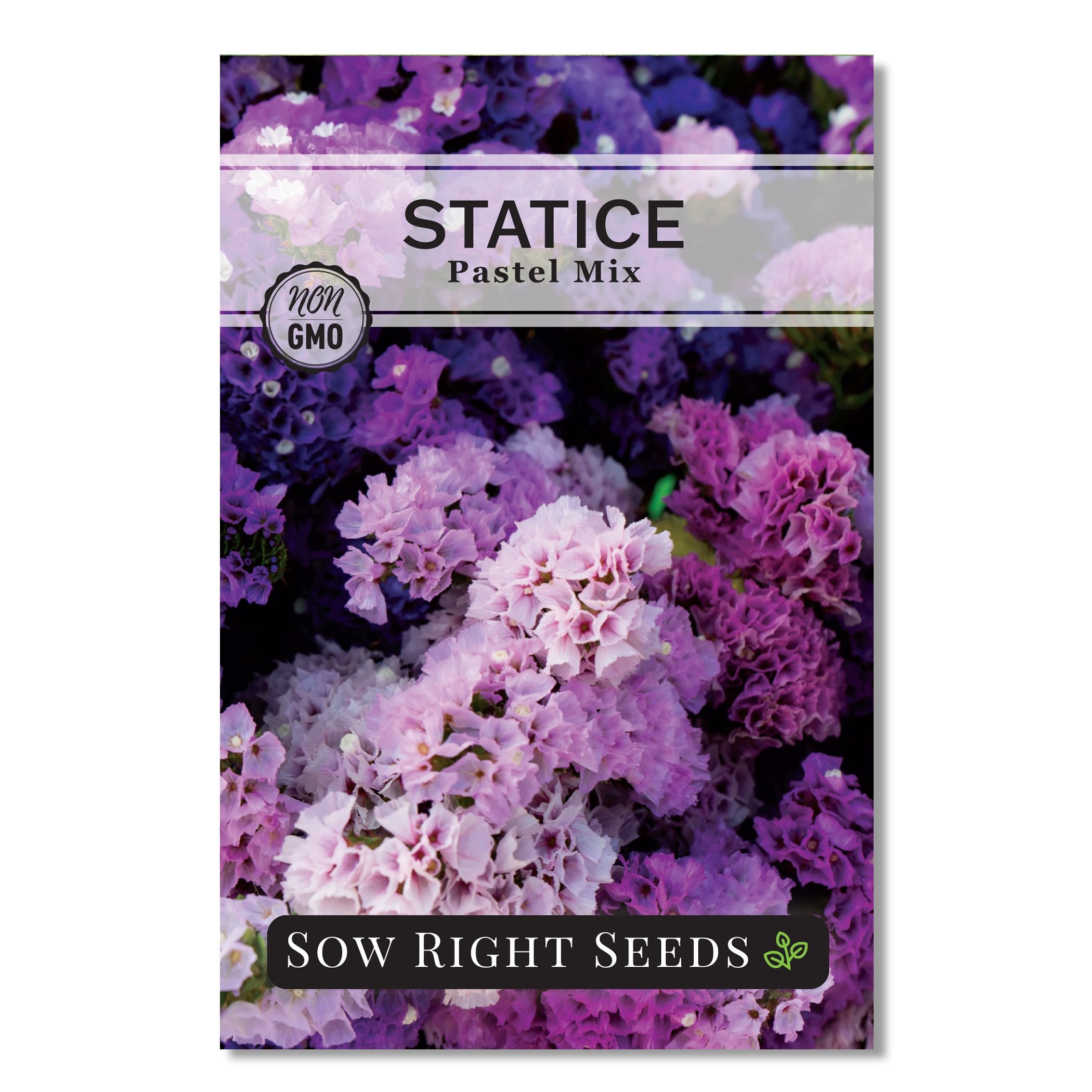 Statice Pastel Mix Seeds | Stunning blooms on sturdy stems – Sow Right ...