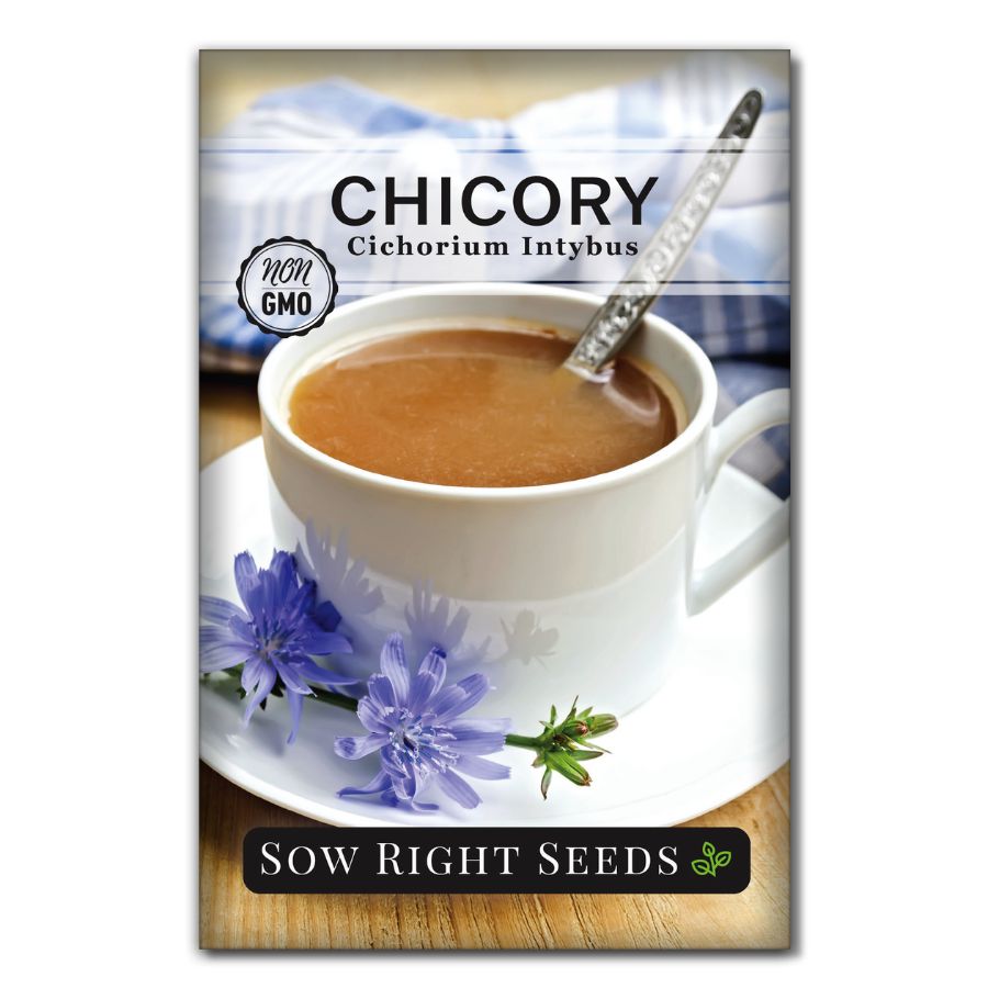 Chicory Seeds | Perennial Medicinal Root for Planting – Sow Right Seeds