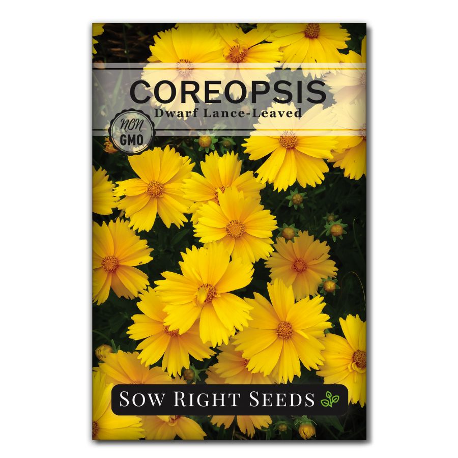 Dwarf Lance Leaved Coreopsis Seeds for Planting | Native Wildflower ...