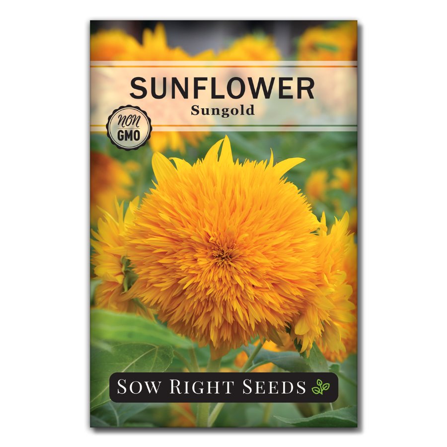Dwarf Sungold Sunflower Seeds for Planting | Easy to Grow – Sow Right Seeds