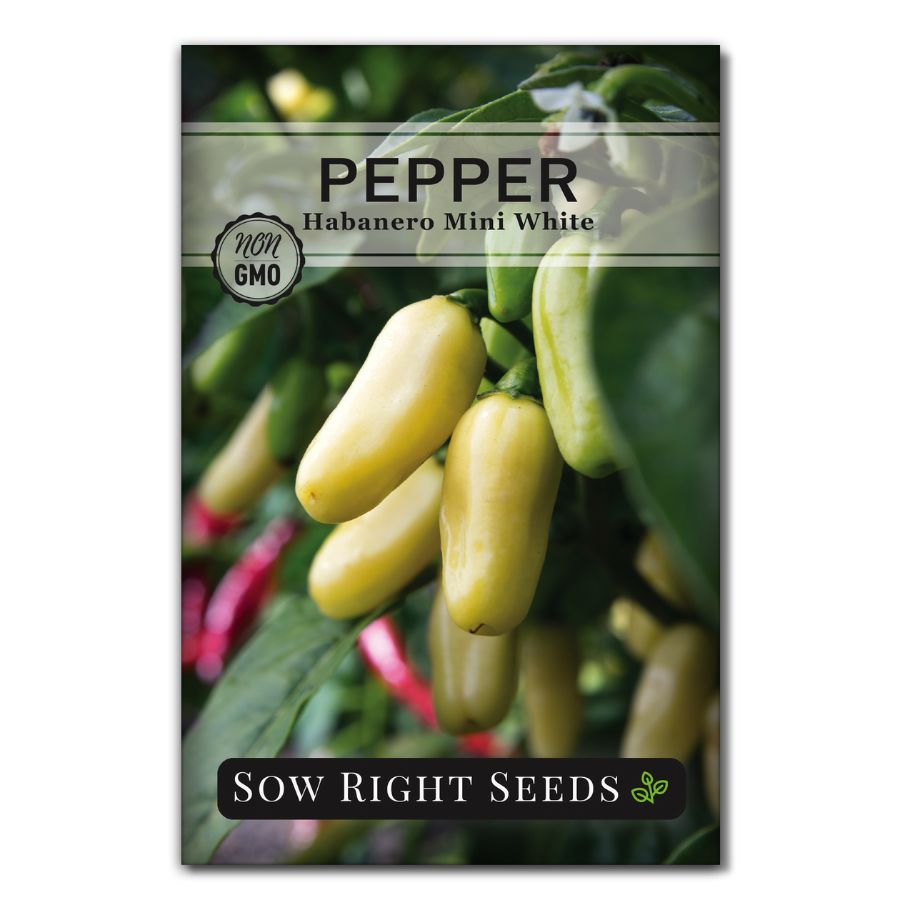 Mini White Habanero Pepper Seeds for Planting | Small Spicy Pepper ...