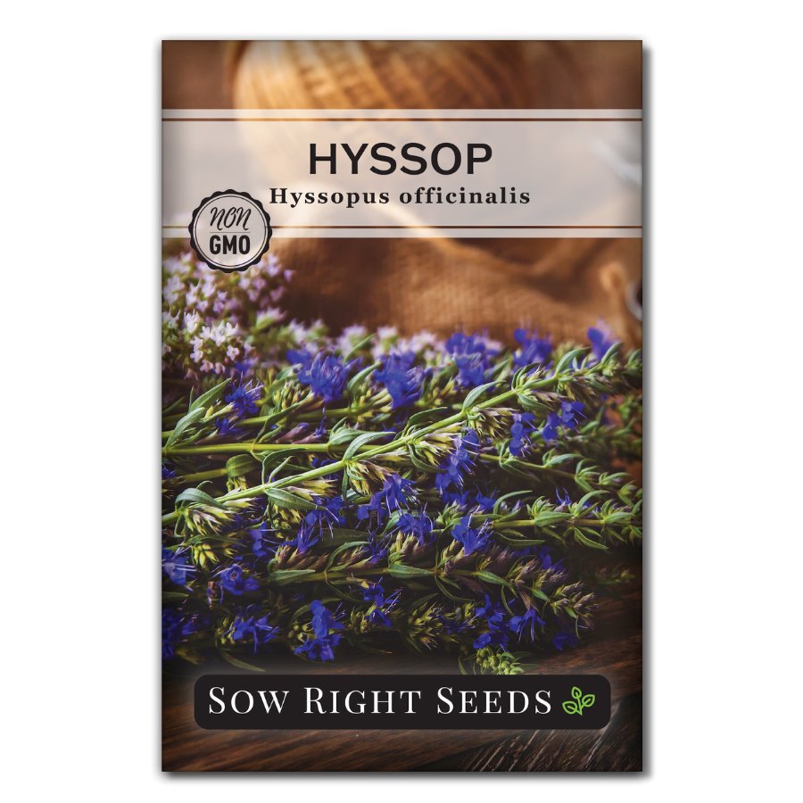 Hyssop Seeds for Planting | Medicinal Member of the Mint Family – Sow ...
