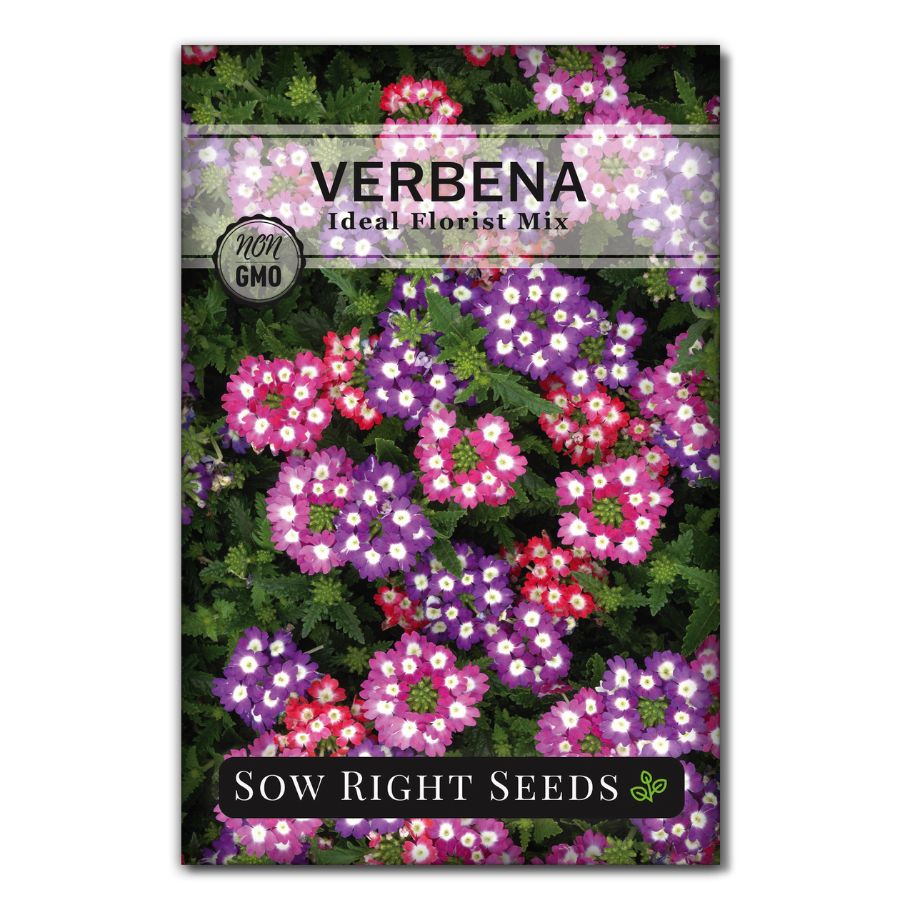 Ideal Florist Mix Verbena Seeds for Planting | Easy to Grow Flower ...