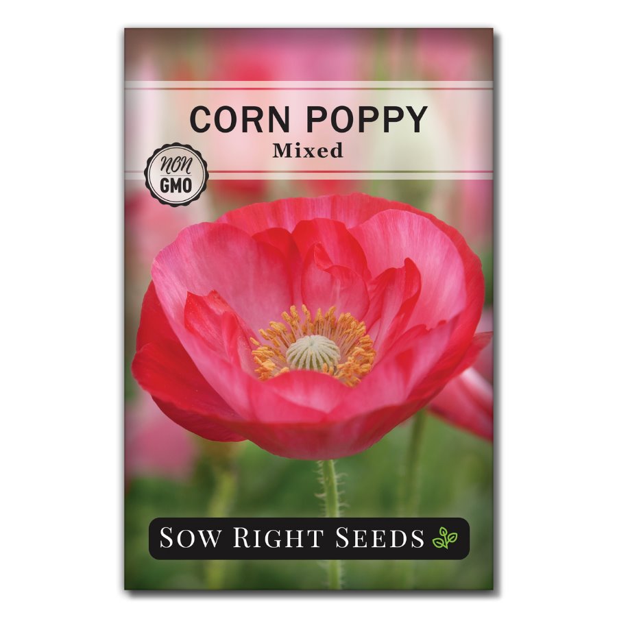 Mixed Corn Poppy at Lisette Webb blog