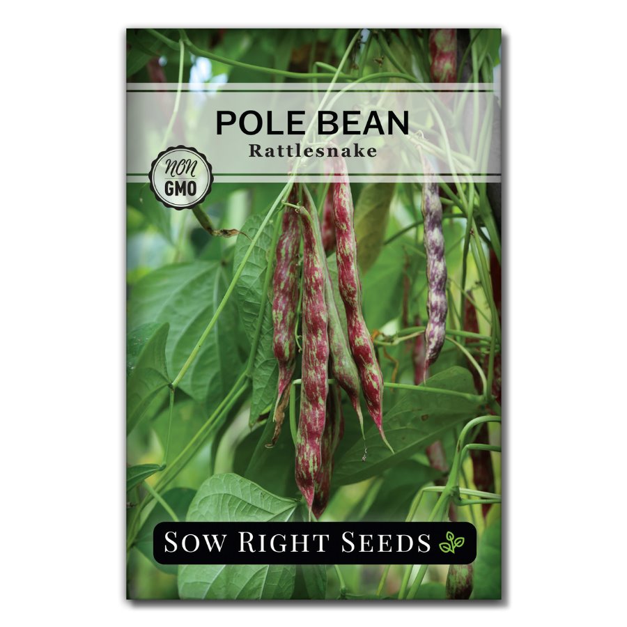 Rattlesnake Pole Bean for Planting | Grow a Striped Climbing Bean – Sow ...