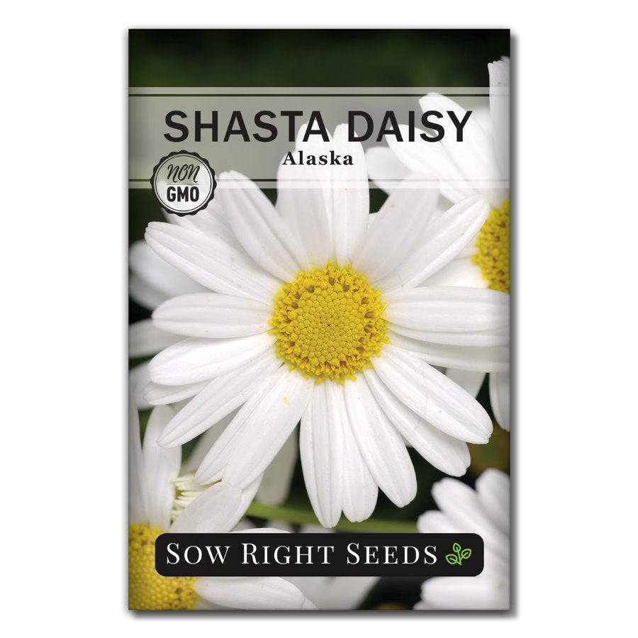 Shasta Alaska Daisy Seeds | Great for a Perennial Flower Garden – Sow ...