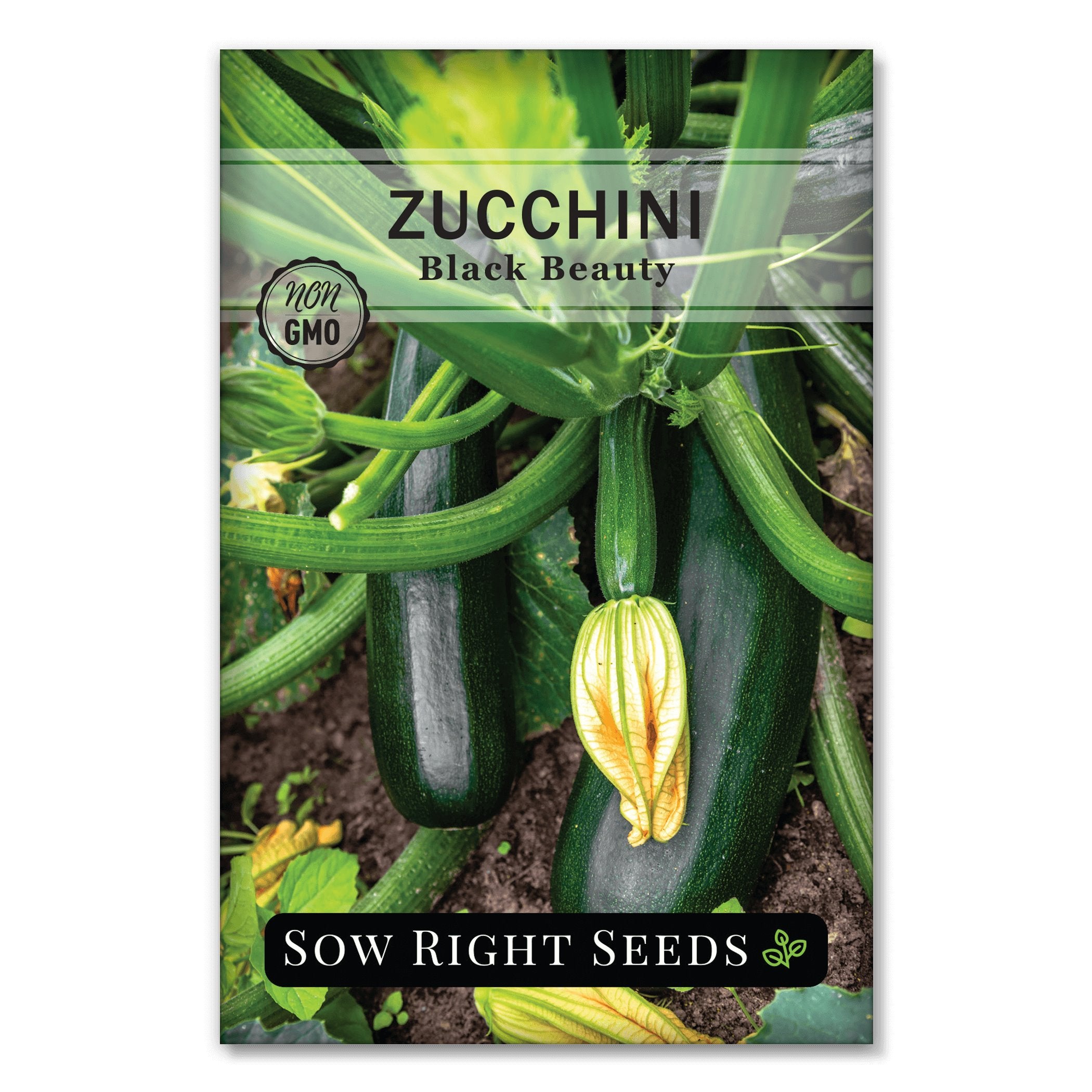Black Beauty Zucchini Seeds for Planting | Popular Summer Squash – Sow ...